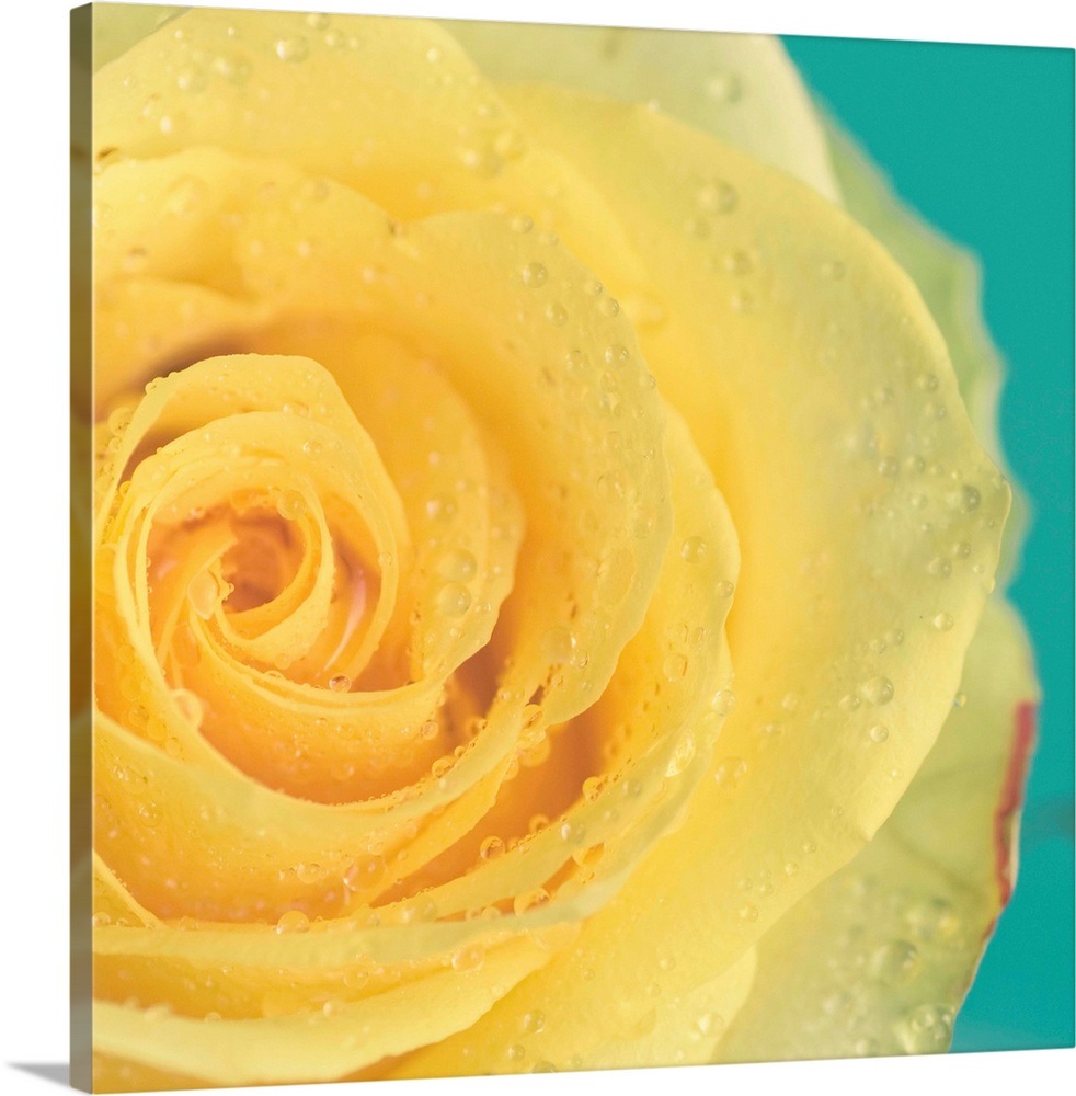 Close up of yellow rose. Wall Art, Canvas Prints, Framed Prints, Wall ...