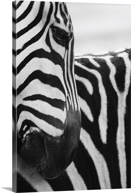 Close-up of zebra face and shoulder | Great Big Canvas