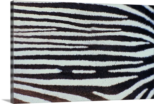 Close up of Zebra stripes | Great Big Canvas