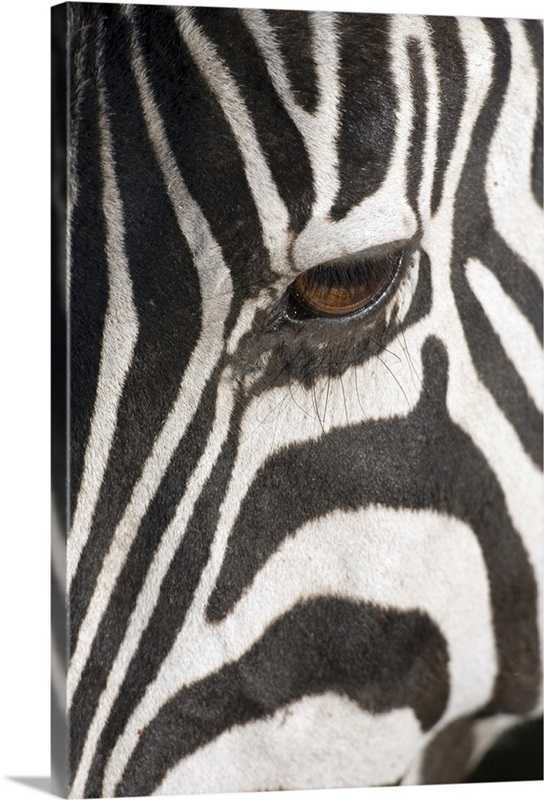 Close-up of Zebra's eye, Africa, Tanzania, Ngorongoro Conservation Area ...