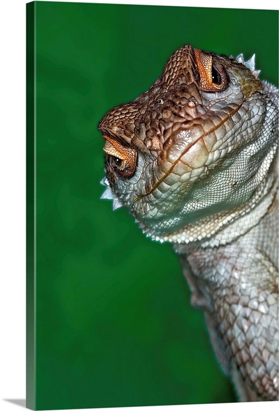 Close-up view of a lizard's face | Great Big Canvas