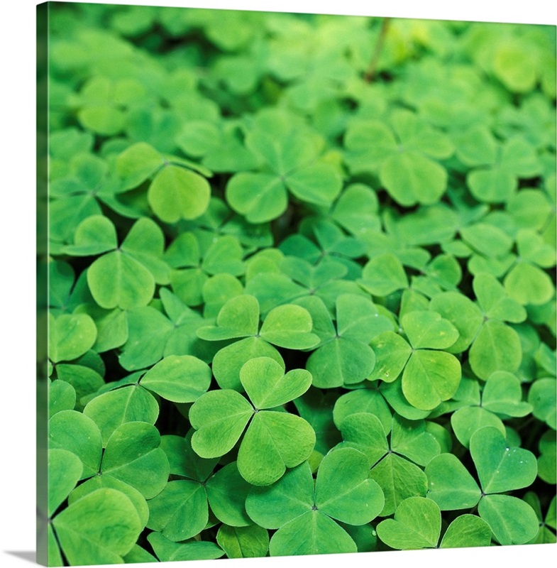 Clover | Great Big Canvas