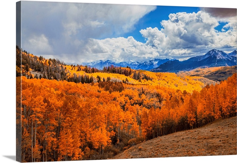 Colorful Autumn Aspens | Great Big Canvas