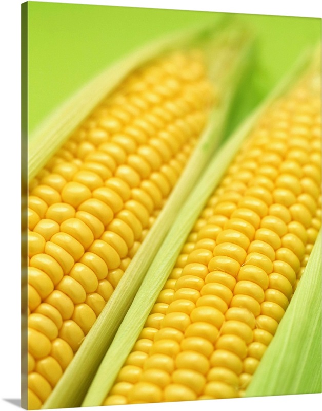 Corn | Great Big Canvas