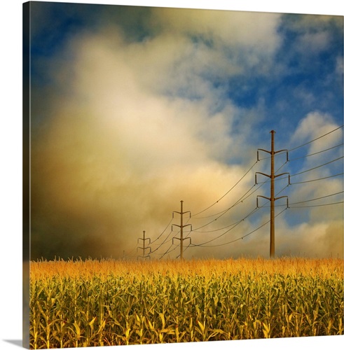 Corn field at sunrise. | Great Big Canvas