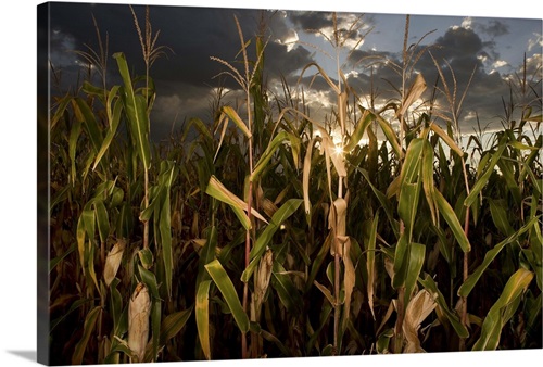 Corn field, Nebraska | Great Big Canvas