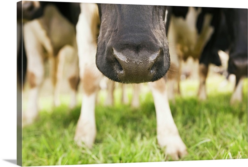 Cow nose | Great Big Canvas
