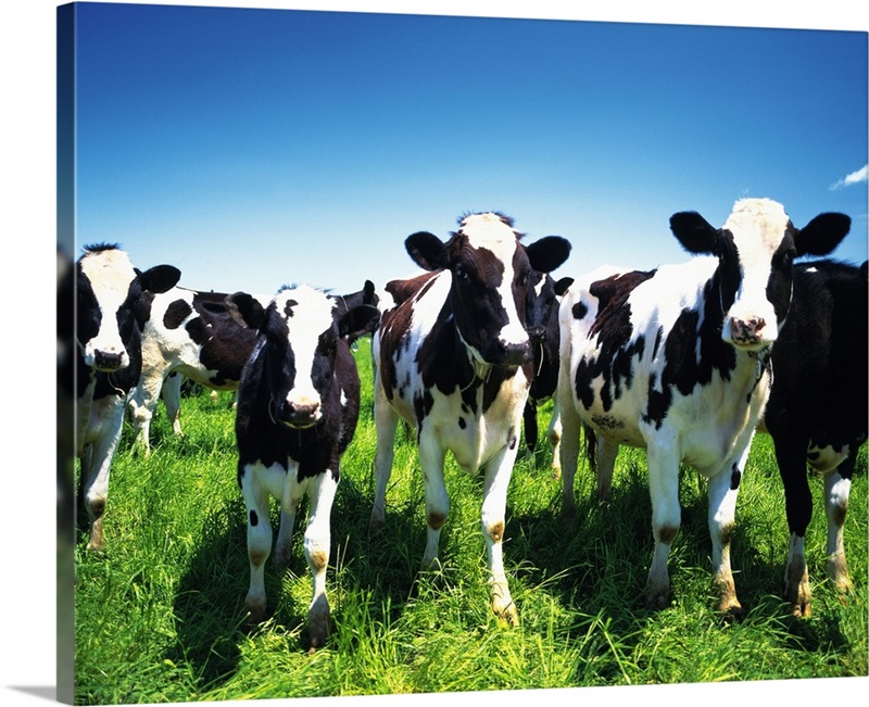 Cows in the field, Betsukai town, Hokkaido prefecture, Japan | Great ...