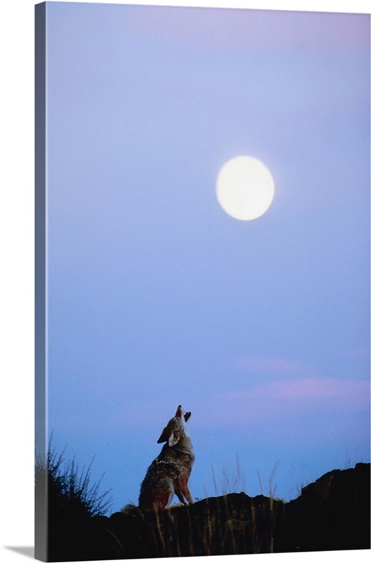 Coyote howling at moon | Great Big Canvas