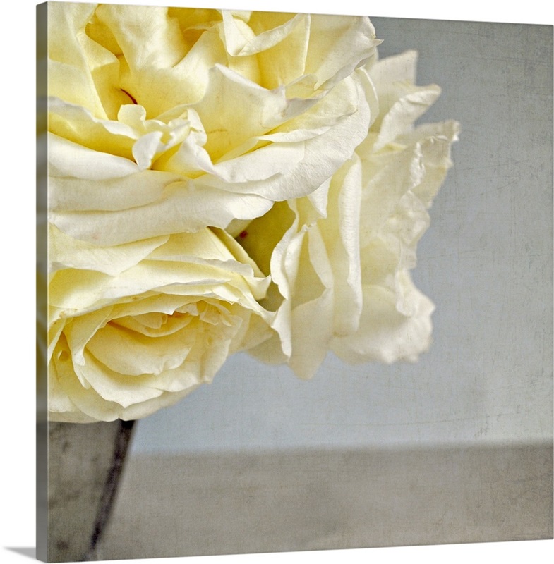 Cream vanilla roses in silver vase against Grey/blue background ...