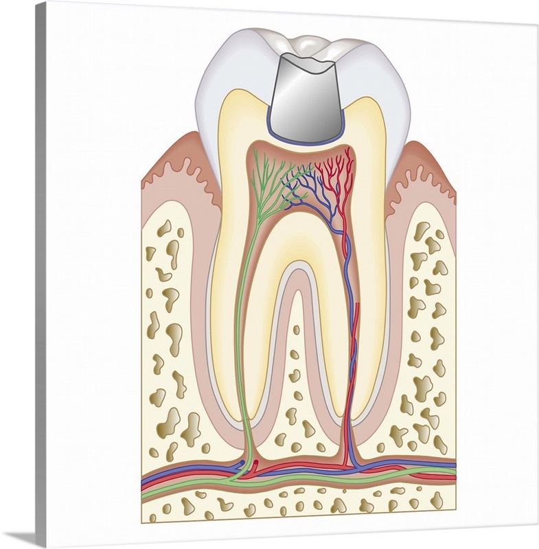 Cross section biomedical illustrationBiomedical illustration of dental ...