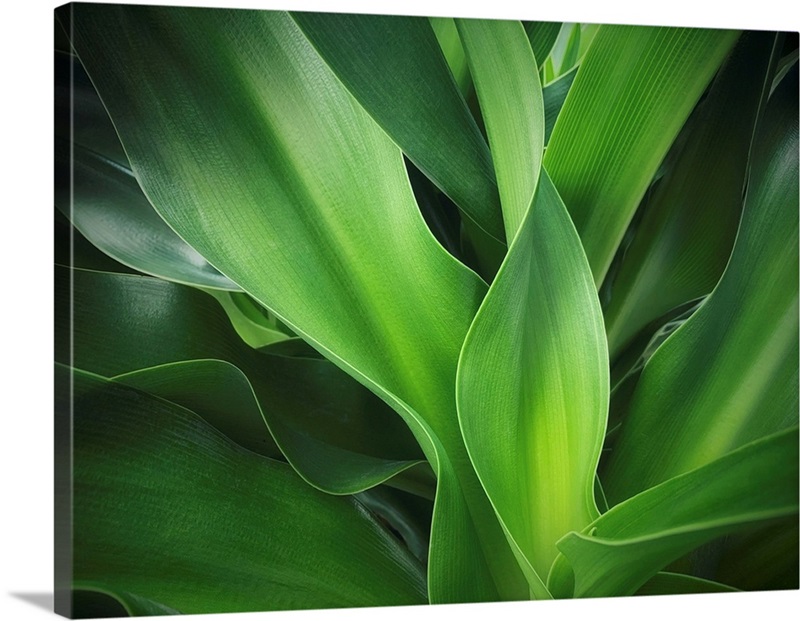 Curved Green Plant | Great Big Canvas