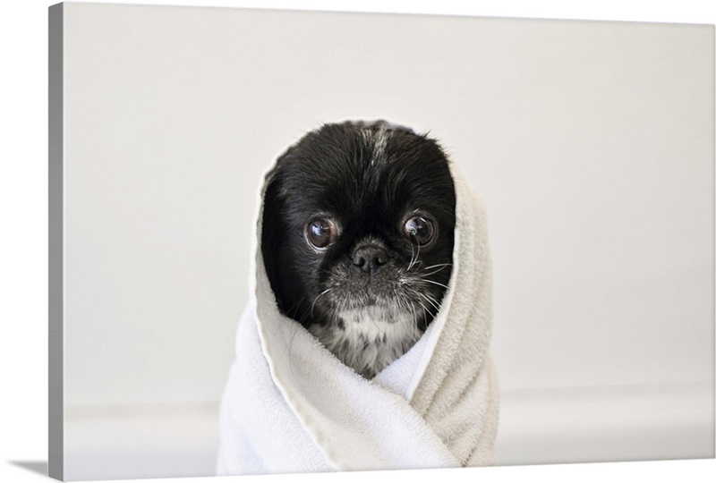 Cute dog wrapped in a towel | Great Big Canvas