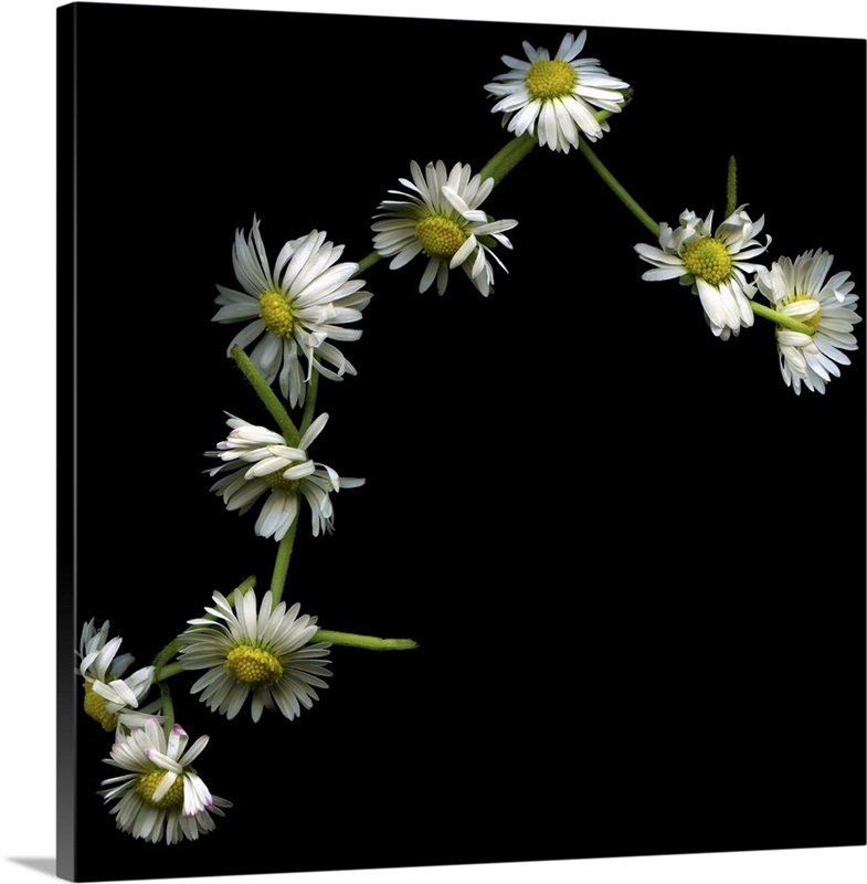 Daisy chain on background. | Great Big Canvas