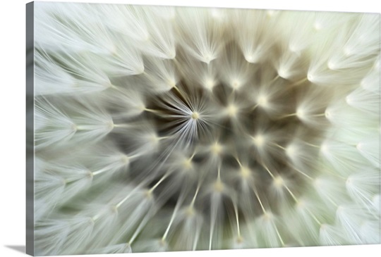 Dandelion seeds Wall Art, Canvas Prints, Framed Prints, Wall Peels ...