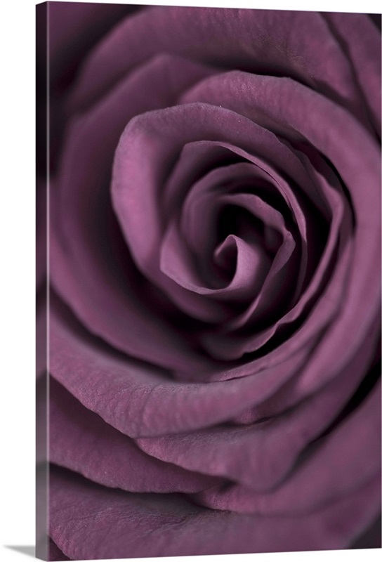 Deep Purple Rose | Great Big Canvas