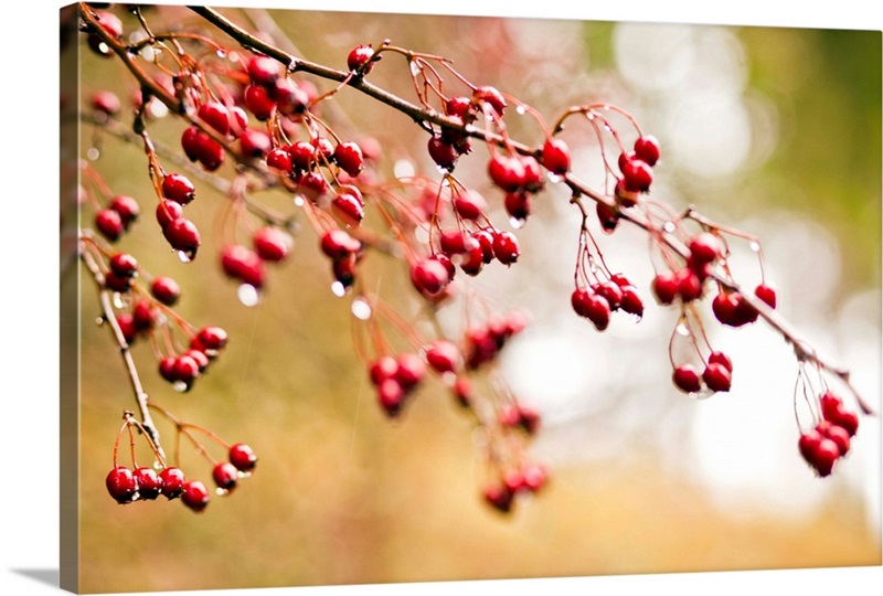 Detail shots of huckleberries in the rain | Great Big Canvas