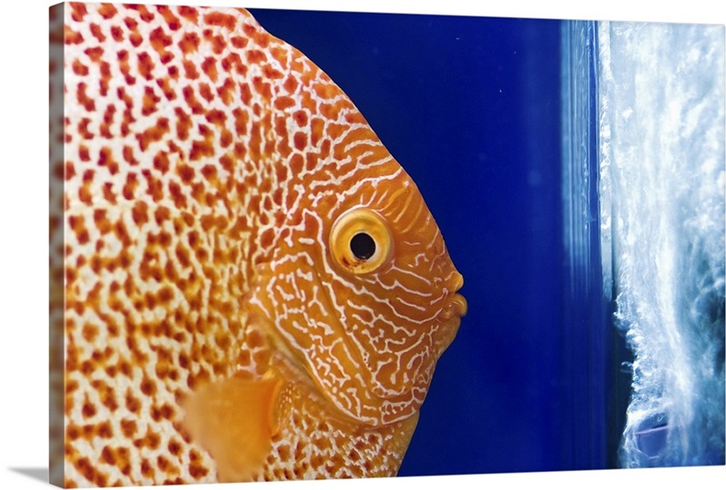 Discus Fish | Great Big Canvas