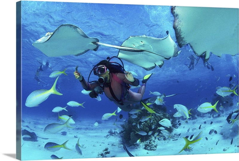 Divers feeding fish and stingrays | Great Big Canvas