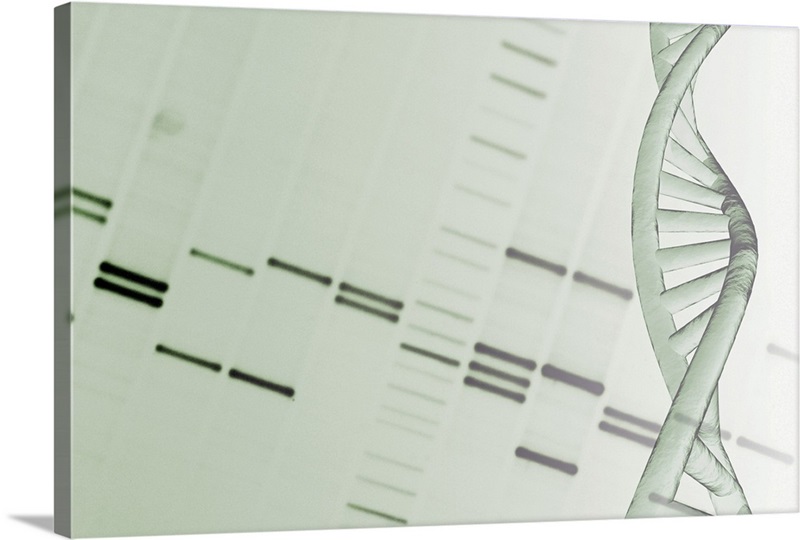 DNA helix and genetic mapping | Great Big Canvas