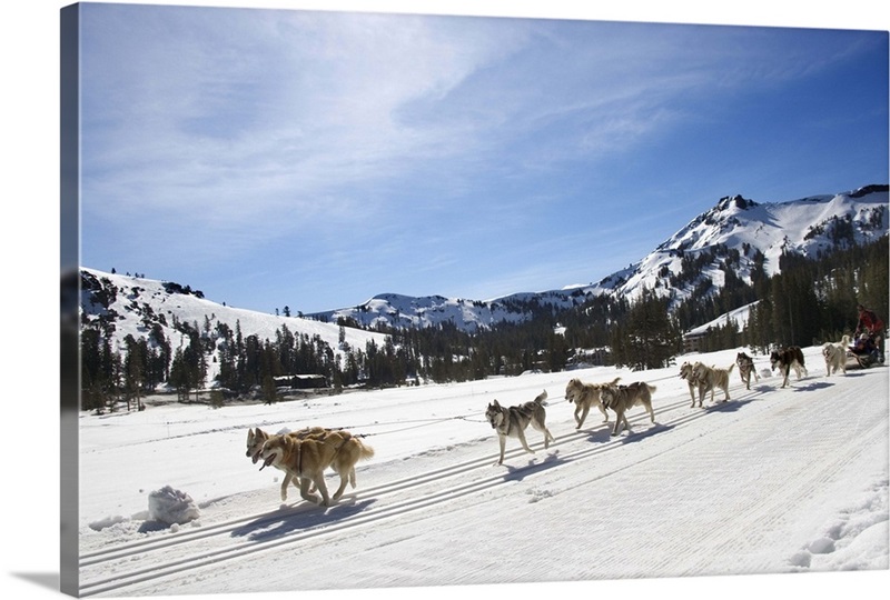 Dog sled | Great Big Canvas