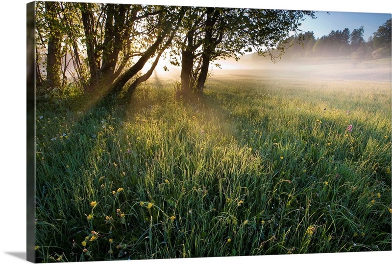 Early morning | Great Big Canvas