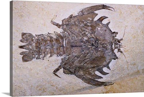 Eryon Arctiformis Crab Fossil | Great Big Canvas