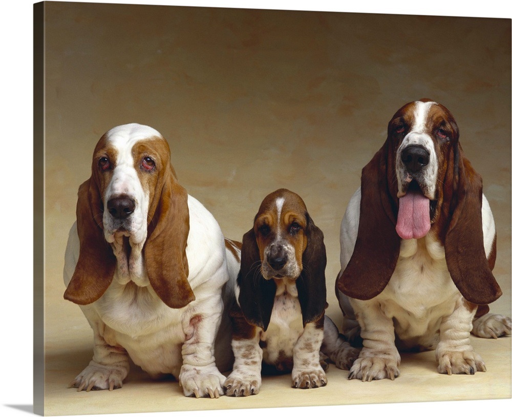 Family portrait of Basset Hounds Wall Art, Canvas Prints, Framed Prints ...
