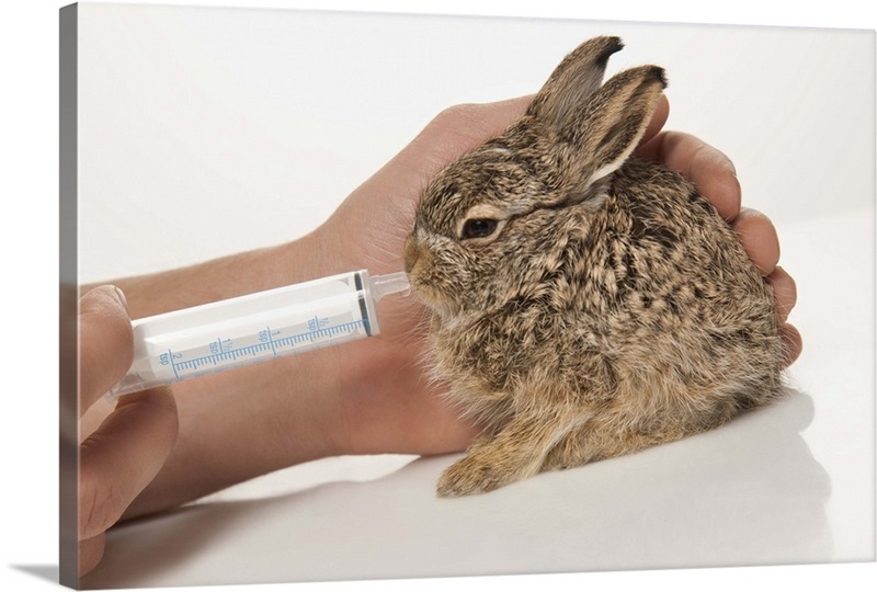 Feeding bunny with syringe | Great Big Canvas