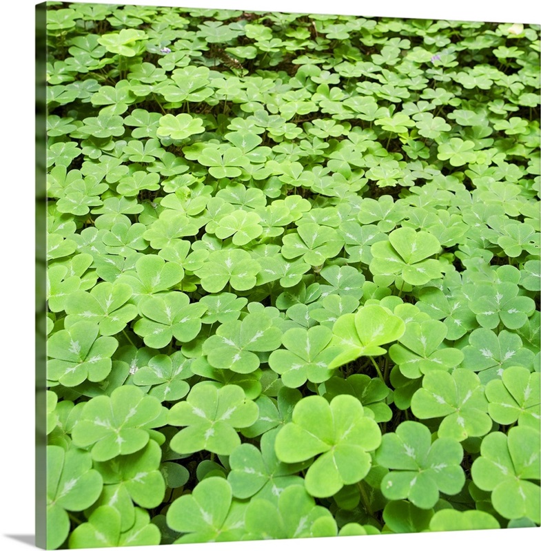 Field of clover, California, Muir Woods | Great Big Canvas