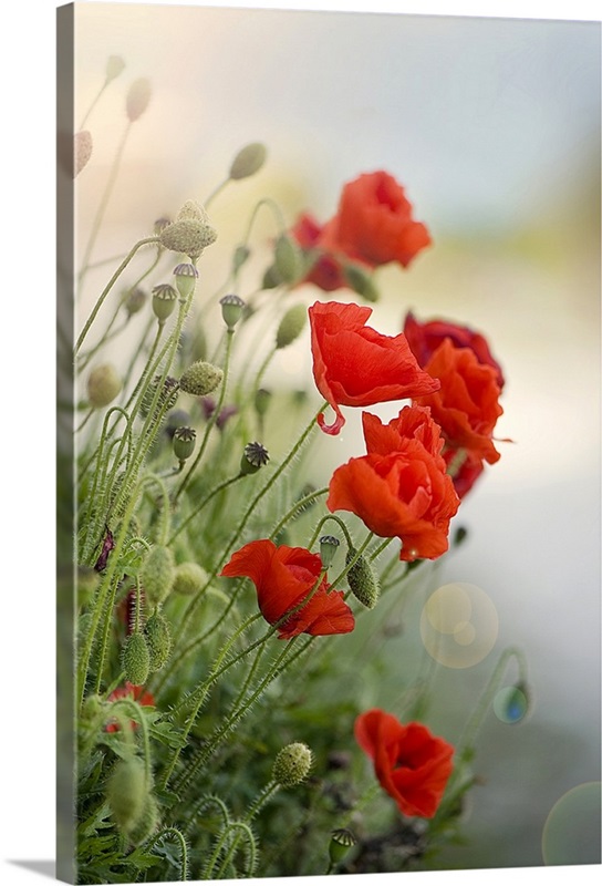 Flanders poppy with sun flare. | Great Big Canvas