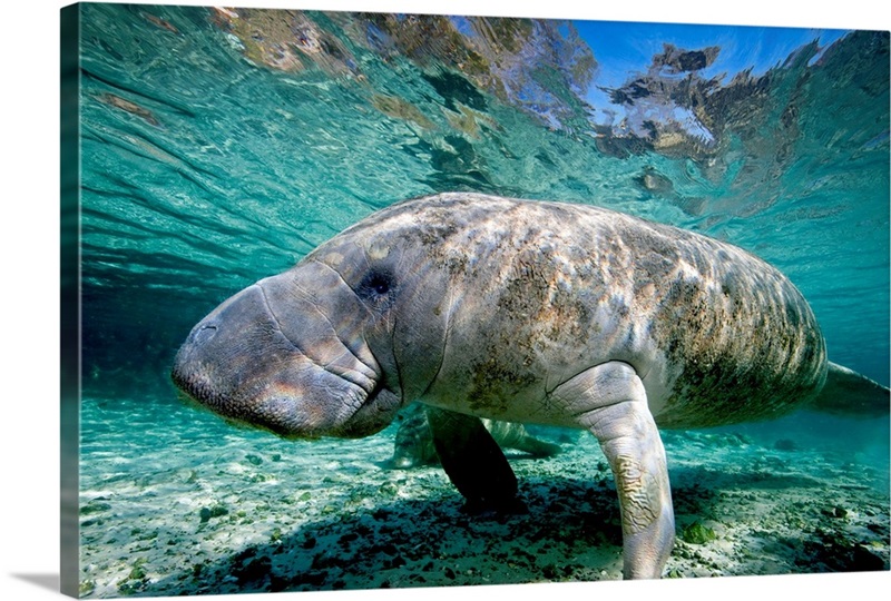 Florida Manatee | Great Big Canvas