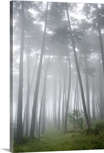 Fog surrounding trees in forest | Great Big Canvas