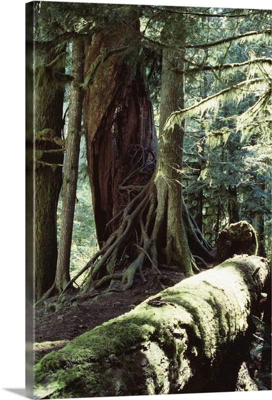 Forest of Cathedral Grove in British Columbia | Great Big Canvas