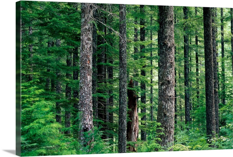 Forest Symmetry, Washington | Great Big Canvas