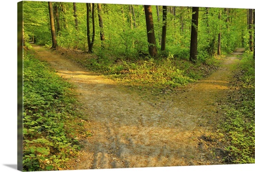 Forked Forest Path, Brussels, Germany | Great Big Canvas