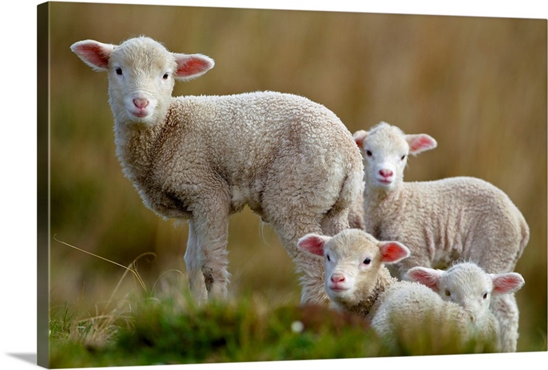 Four little lambs. | Great Big Canvas