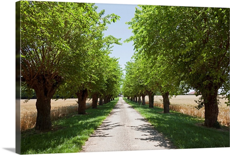 France, Drome, Montvendre, Single lane road lined with trees | Great ...