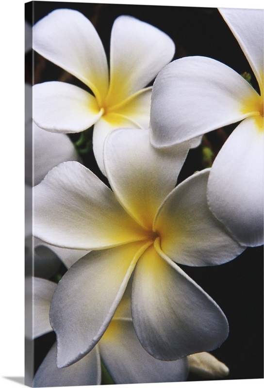 Frangipani flowers | Great Big Canvas