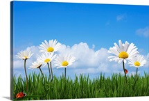 Daisy Canvas Art Prints | Daisy Panoramic Photos, Posters, & More ...