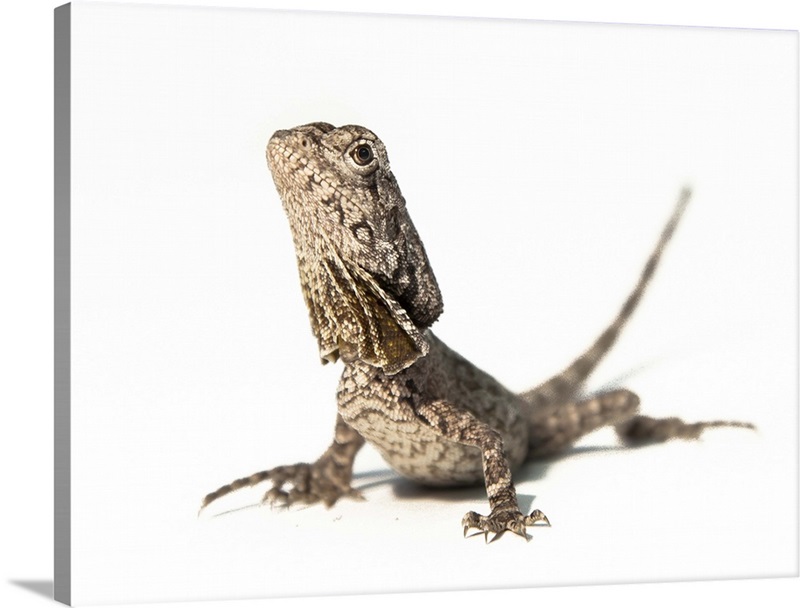 Frilled dragon juvenile. | Great Big Canvas