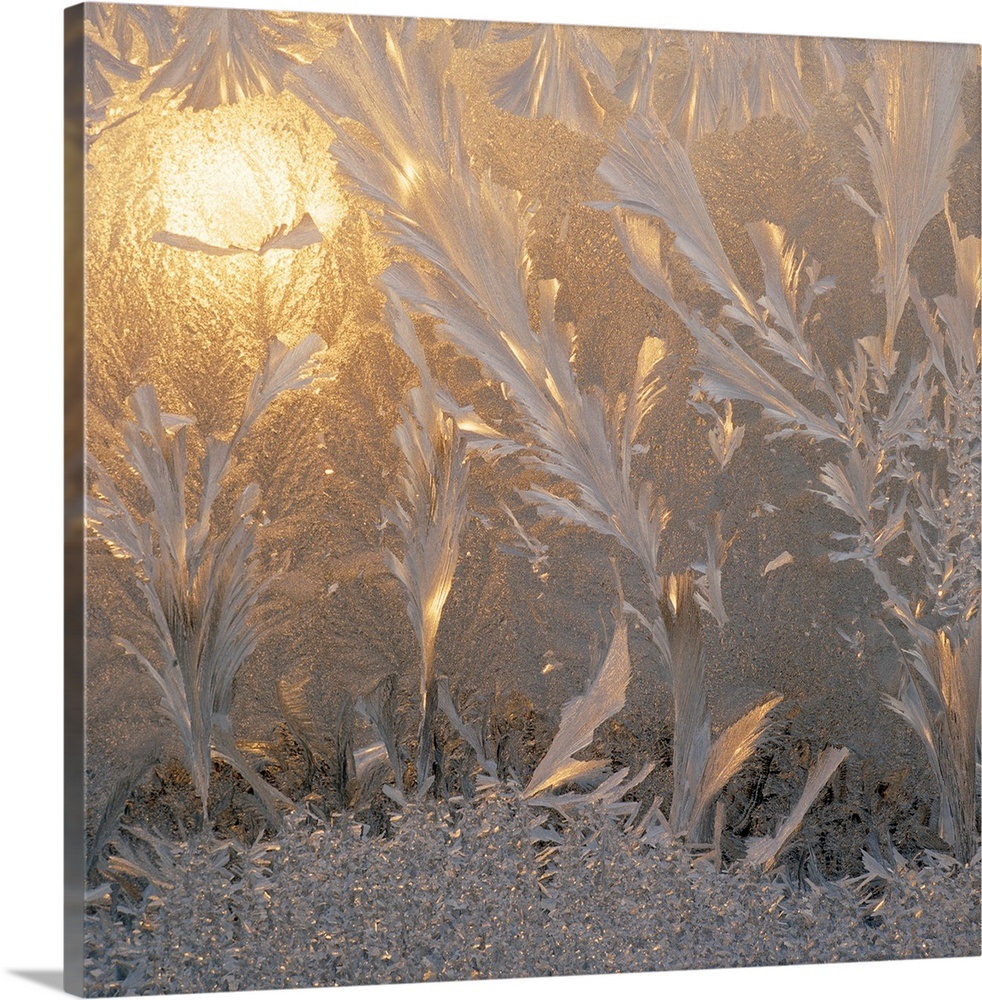 Frost Wall Art, Canvas Prints, Framed Prints, Wall Peels | Great Big Canvas