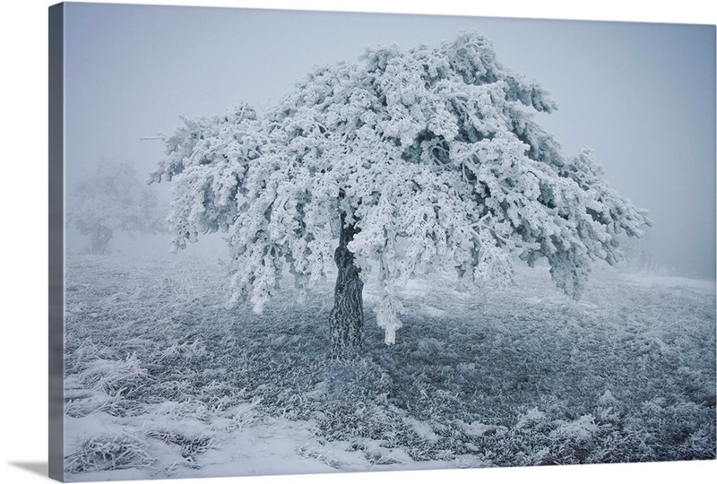 Frozen tree with snowy landscape in winter season. | Great Big Canvas
