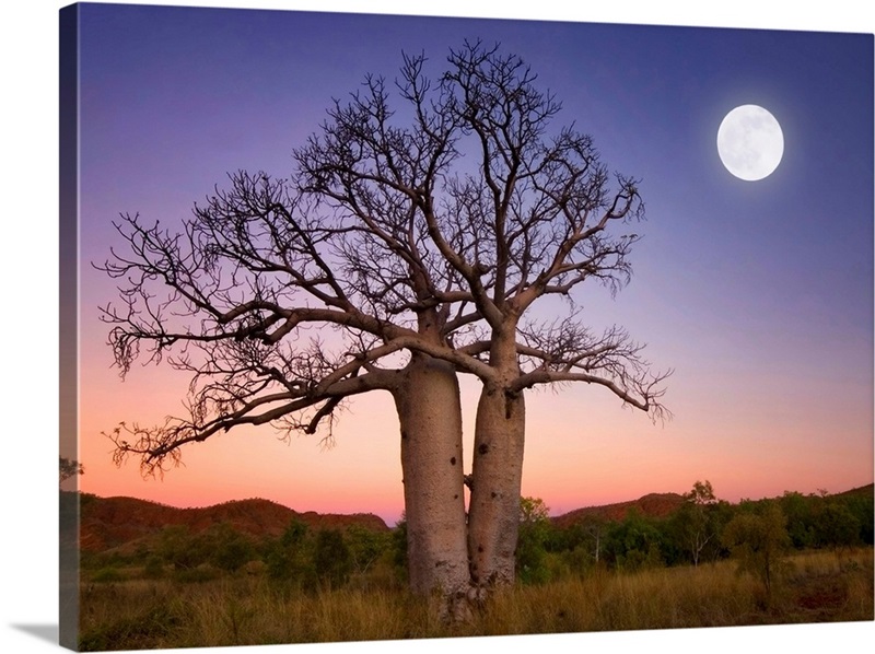 Full moon on sunset over boab trees | Great Big Canvas