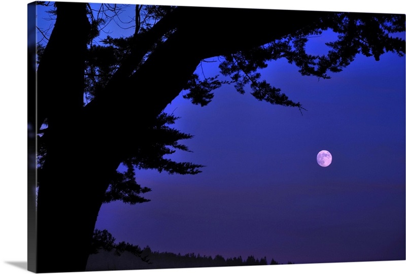 Full moon seen rising through branches of Monterey Cypress at Sea Ranch ...