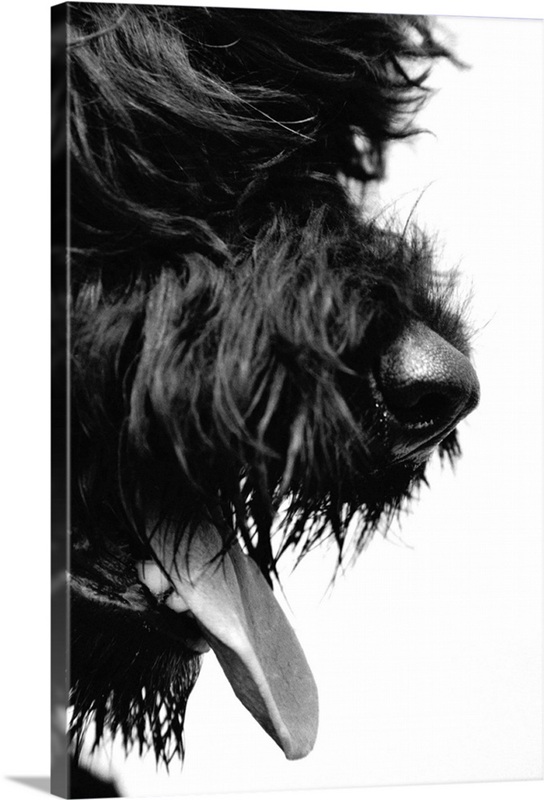 Furry Dog Panting | Great Big Canvas