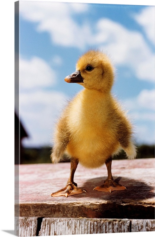 Fuzzy Duckling | Great Big Canvas