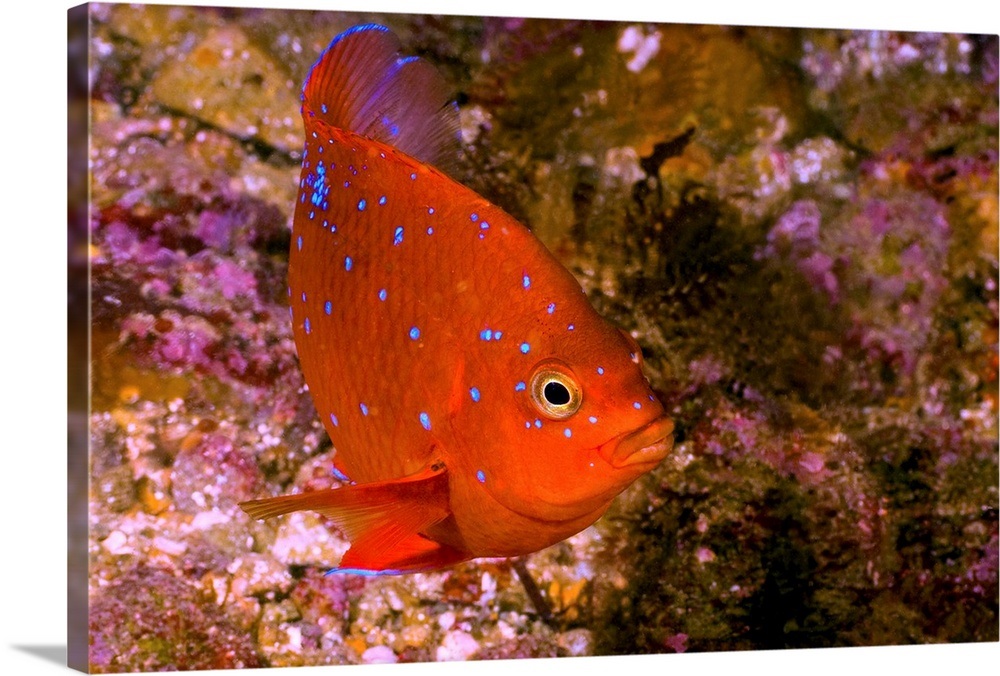 Garibaldi Fish, Catalina Island, California Wall Art, Canvas Prints ...