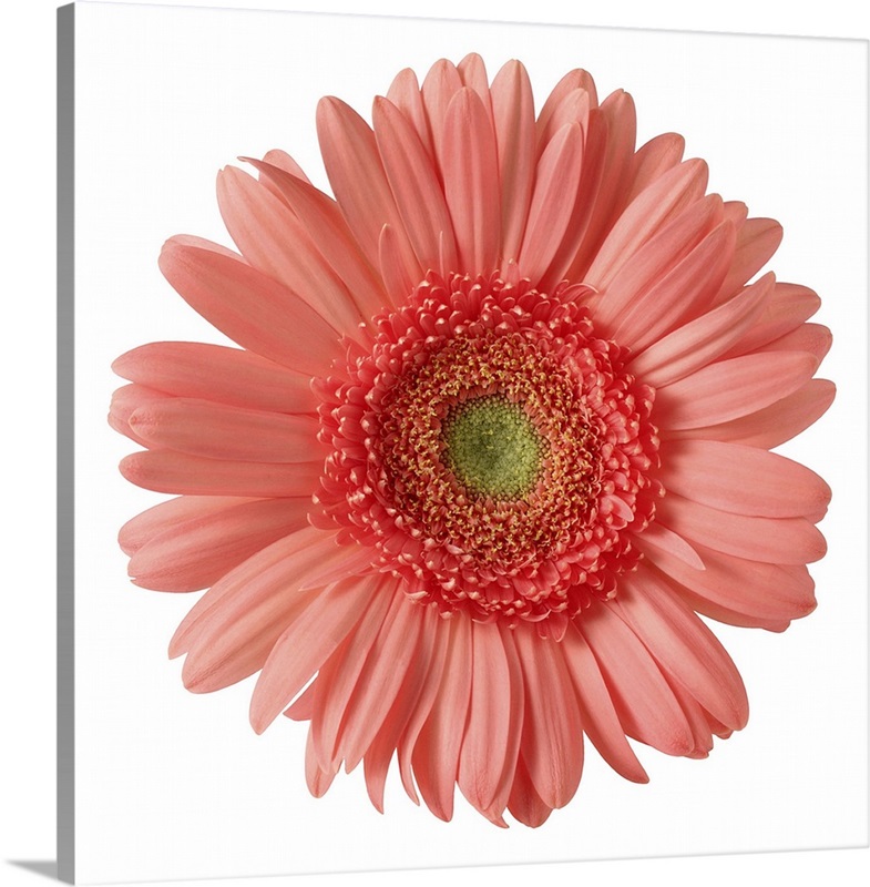 Gerber daisy | Great Big Canvas