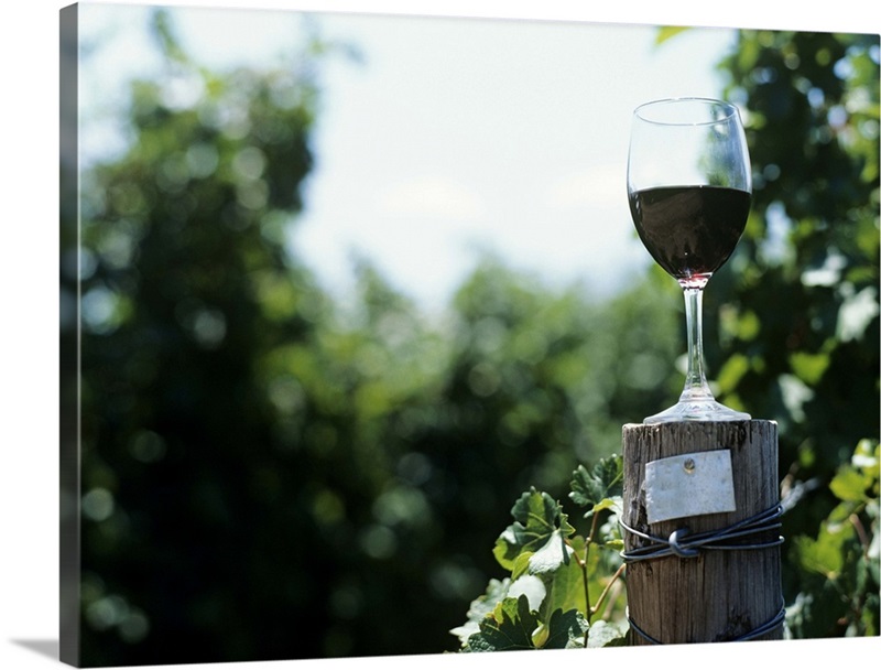 Glass of wine on post at end of vines | Great Big Canvas